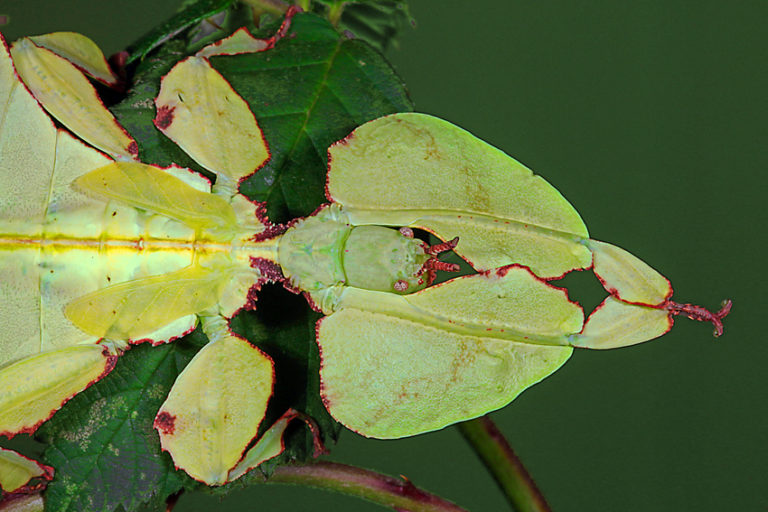 Pflanzennachahmer im Insektenreich – Nature | Stories
